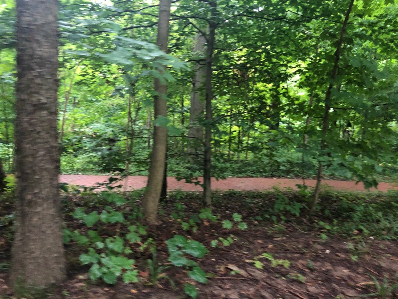 Tree Carvings in Dunn's Woods at Indiana University - Clio